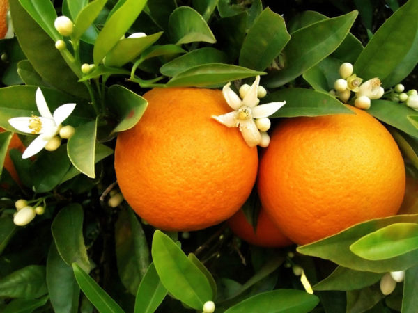 Navel Washington, una naranja de sangre azul - Dolsol