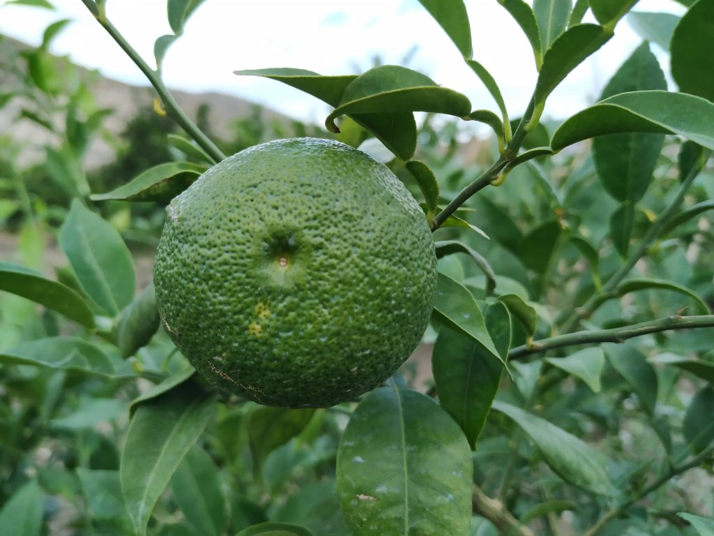 El Yuzu, la fruta que se va abriendo paso en España | Dolsol